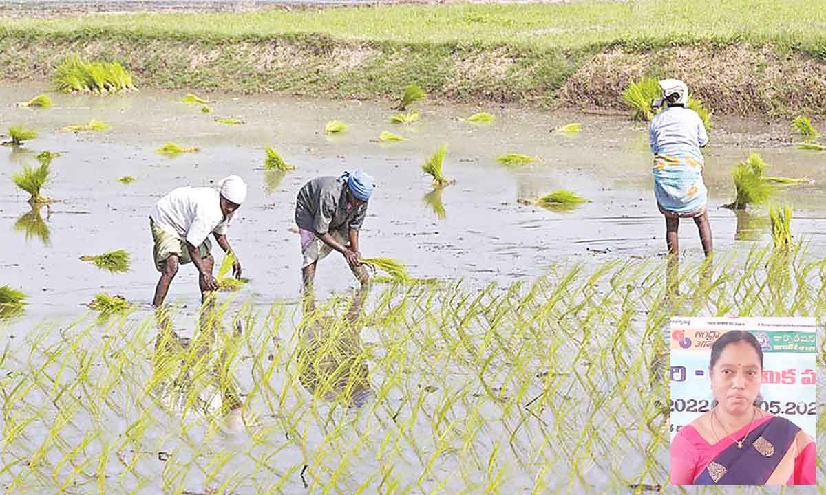 Deficit rainfall leads to sharp fall in crop area
