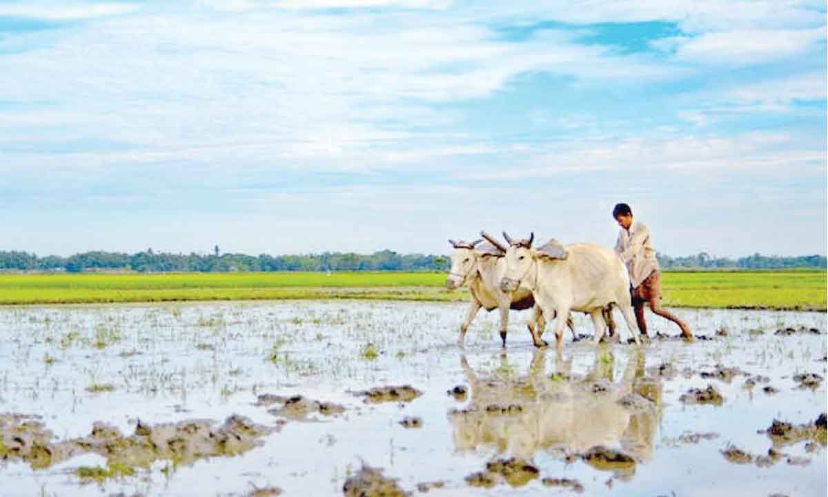 With bountiful rains, farming picks up pace in Palamuru region