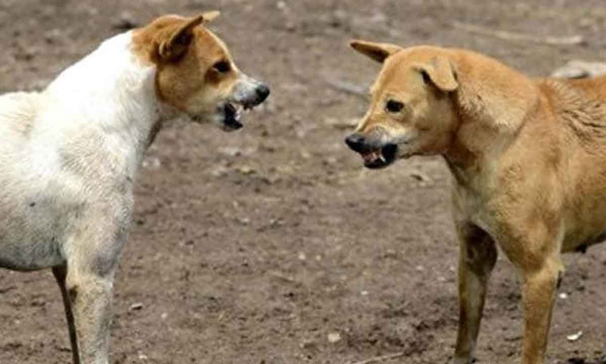 Karnataka Minister Said That Bengaluru Will Become Free Of Stray Dogs Soon