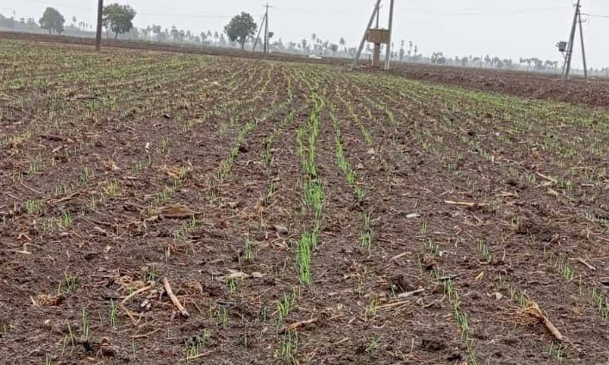 Paddy sowing activity picks up in Guntur district
