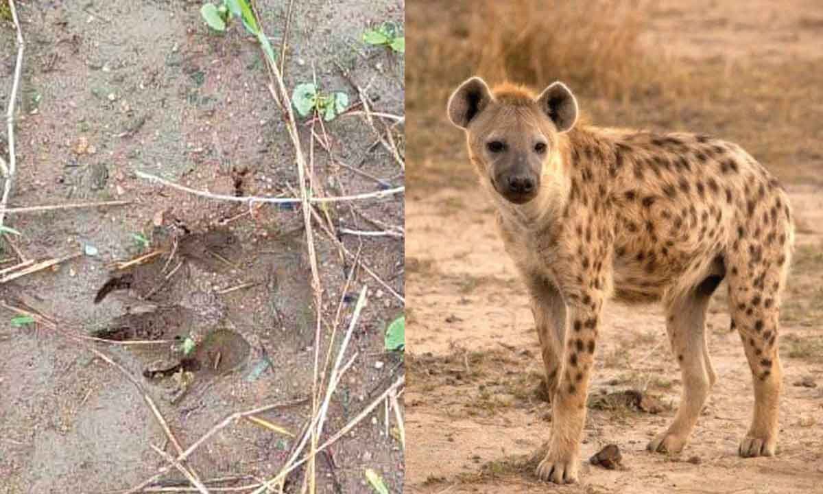 Hyenas attack three calves in Yadadri