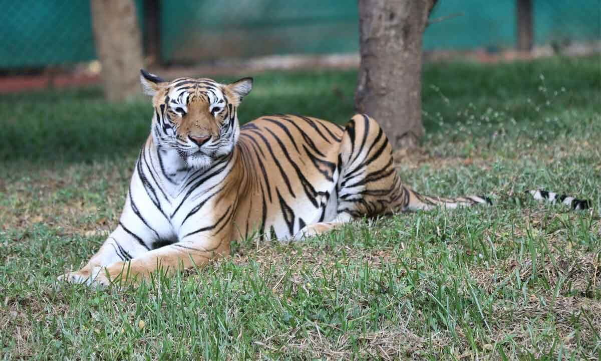 Orchids' students adopt Bengal tiger