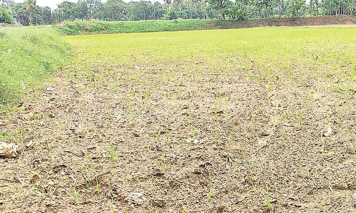 Direct sowing paddy plants face water crunch
