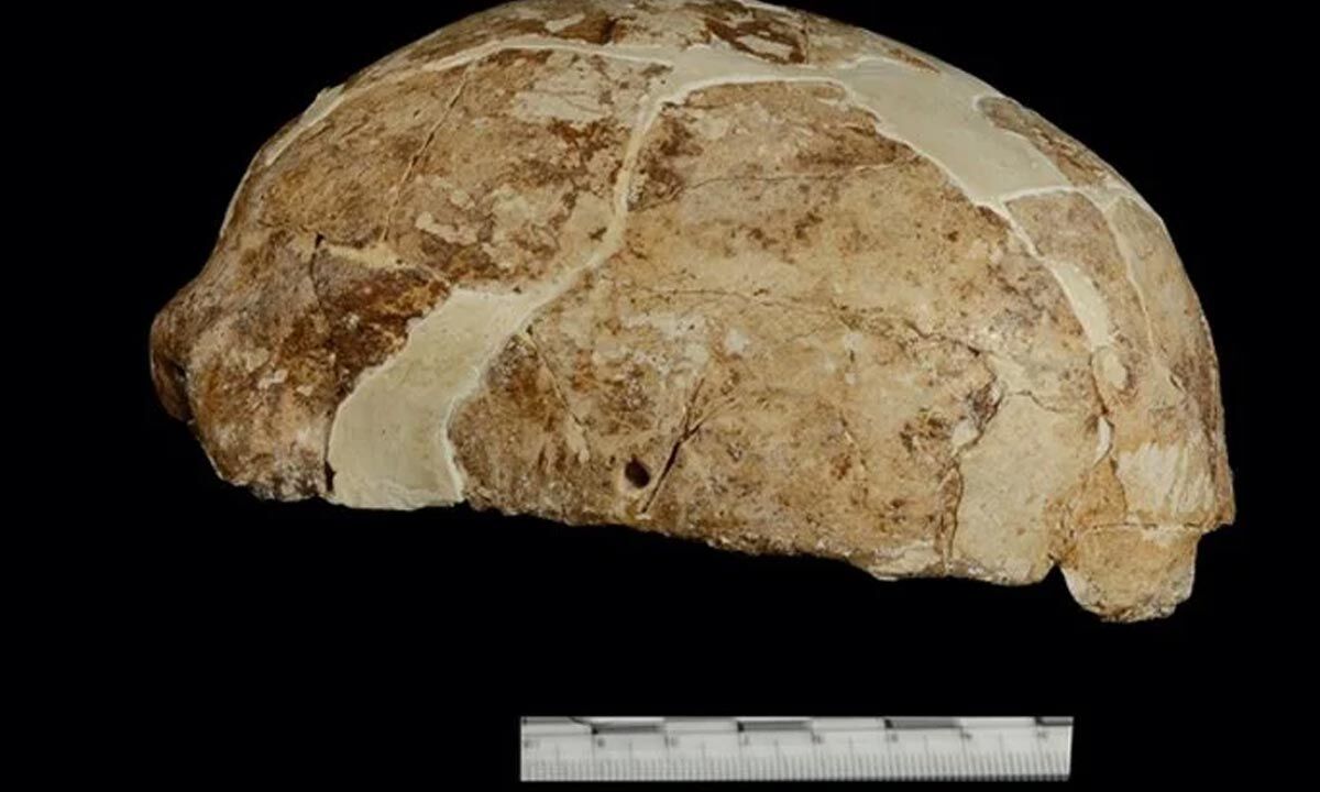 Unusual Fossil In South China Discloses An Interesting Connection