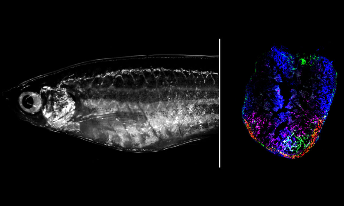 New Study Reveals How Zebrafish Can Restore Damaged Heart
