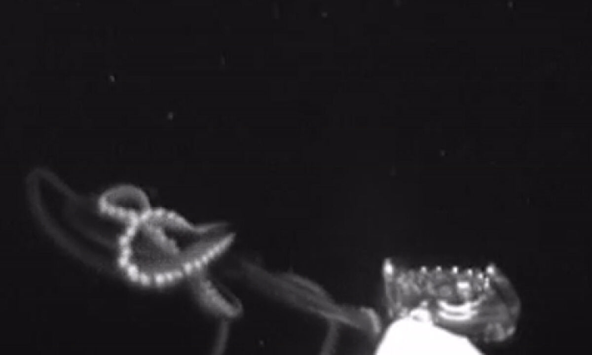 Video Demonstrates How Giant Squid Hunt Prey in the Ocean's Depths