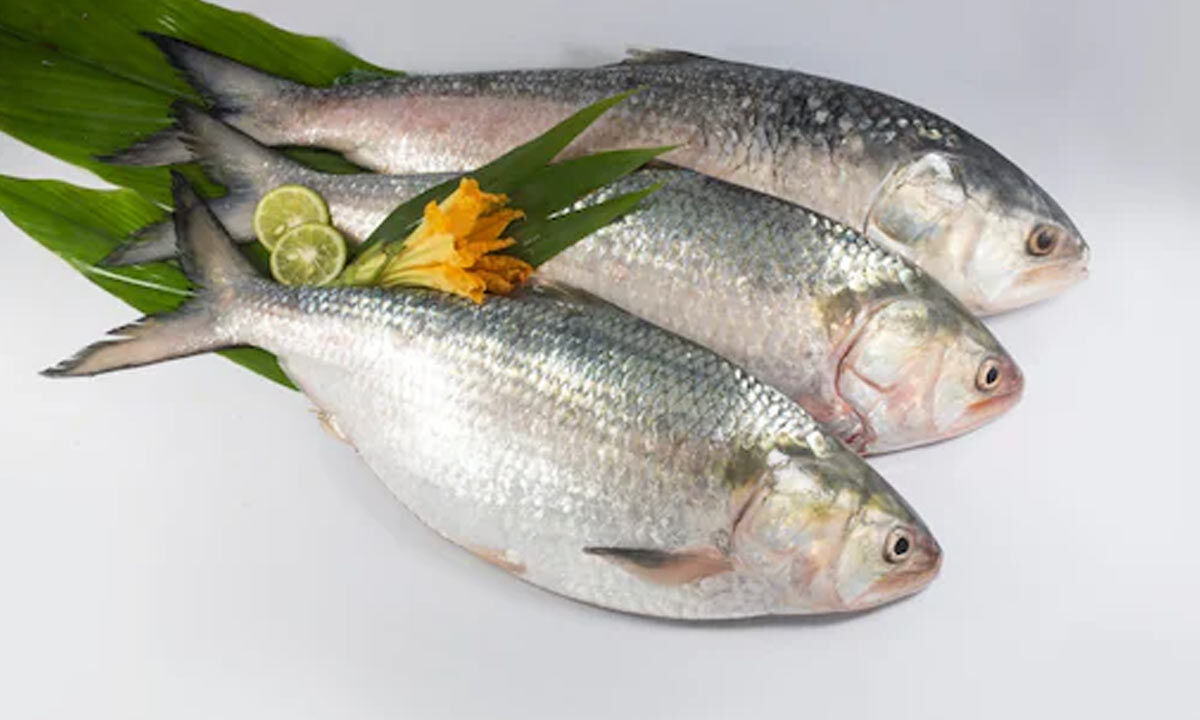 Pulasa fish sold for Rs. 19,000 in the auction at Yanam of Kakinada