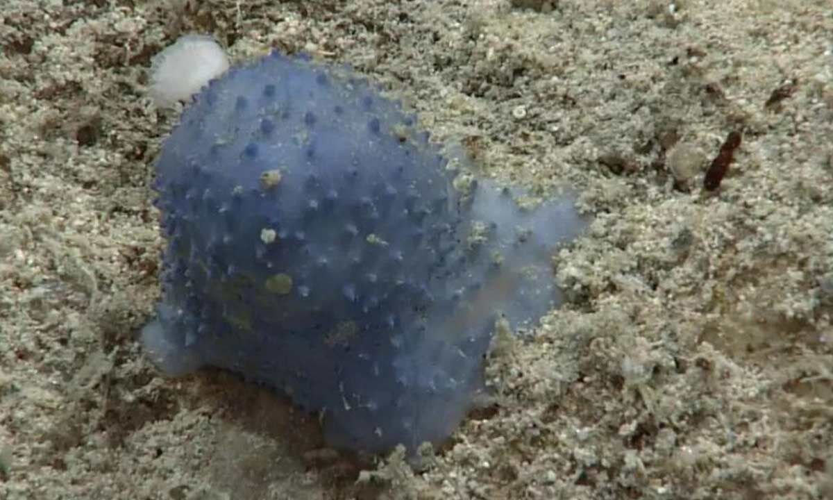 Mysterious Creature Discovered In Caribbean Sea