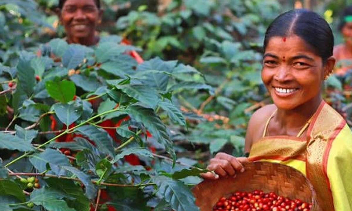 A coffee lover's guide to the best coffee plantations in India