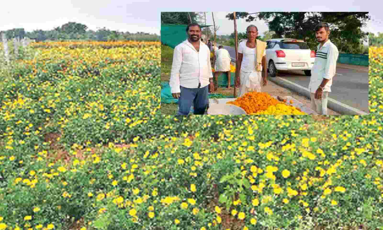 Marigold Flower Cultivation In India | Best Flower Site