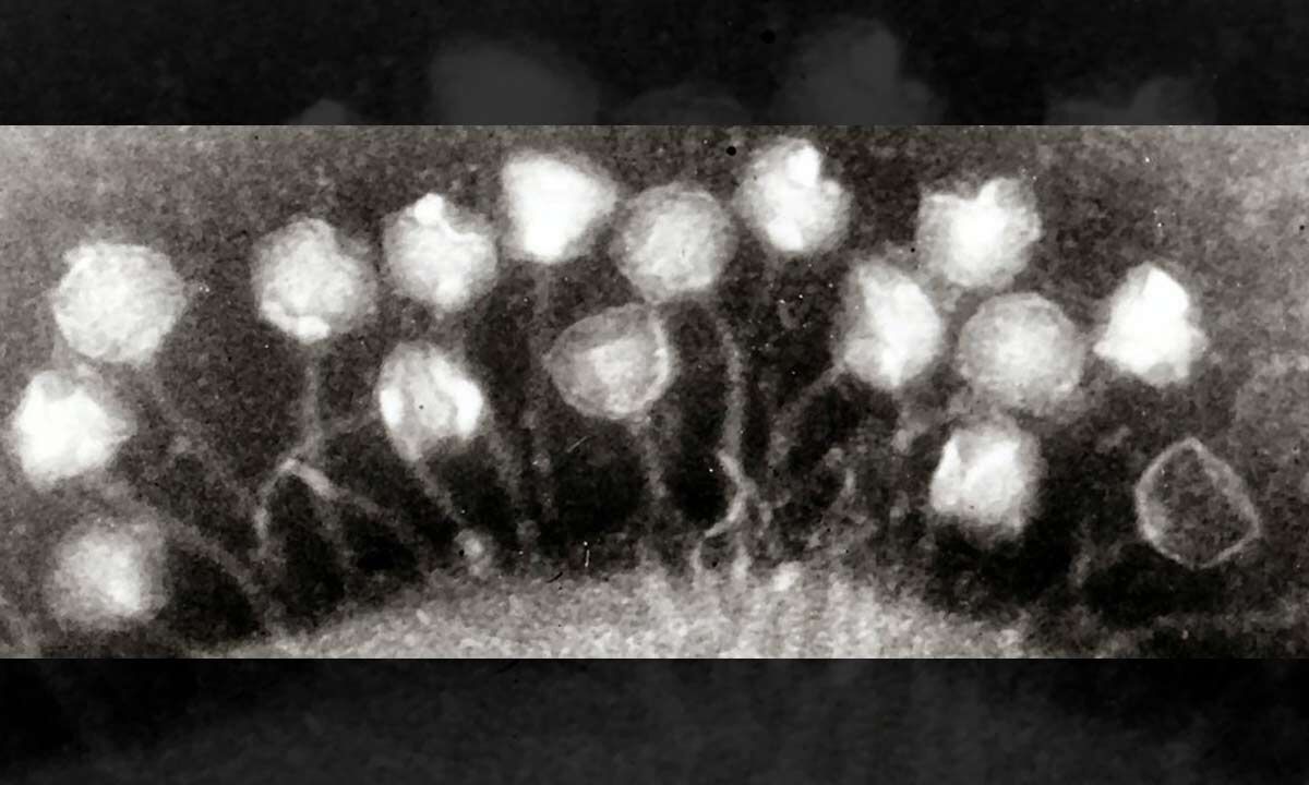 Ancient Viruses Dating Back 15,000 Years Discovered In Melting Tibetan ...