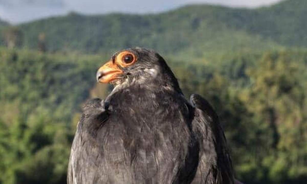 Longest Flying Migratory Birds In The World Start To Arrive In Manipur