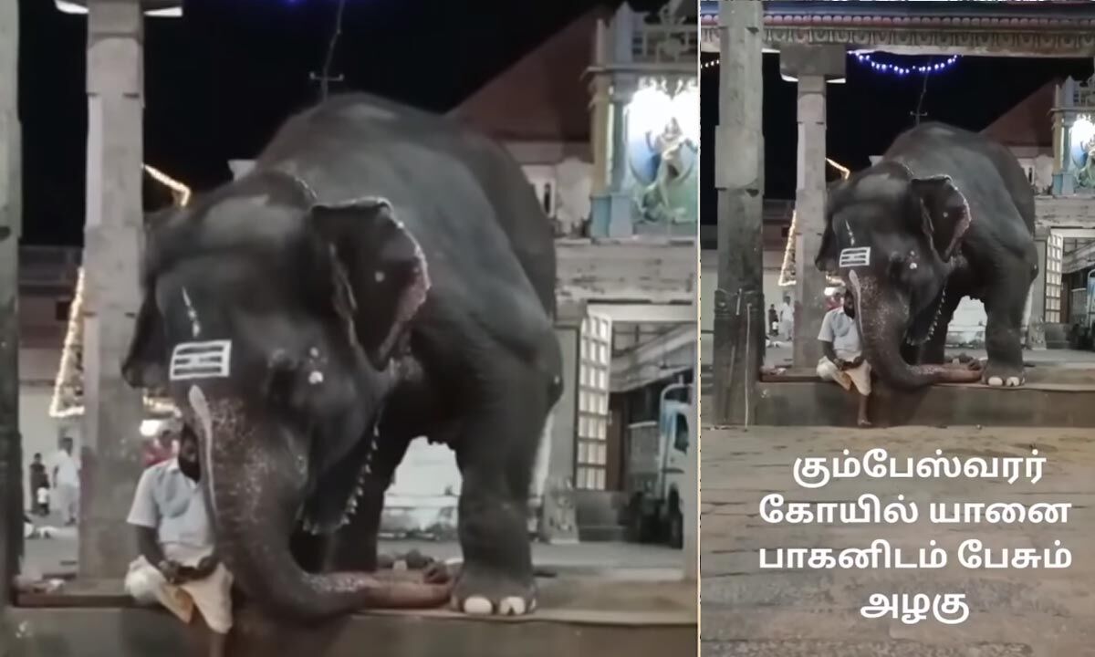 Watch The Trending Video Of Elephant Trying To Peek Into Mahout's Phone