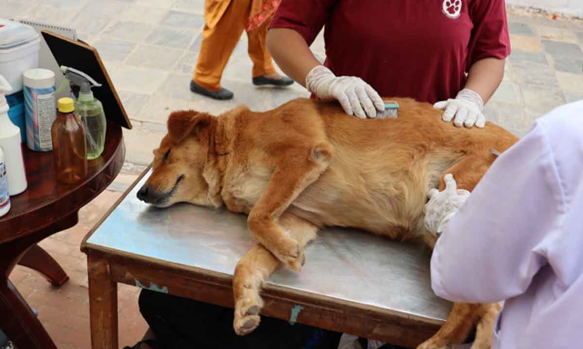 Trials on strays: Tread cautiously