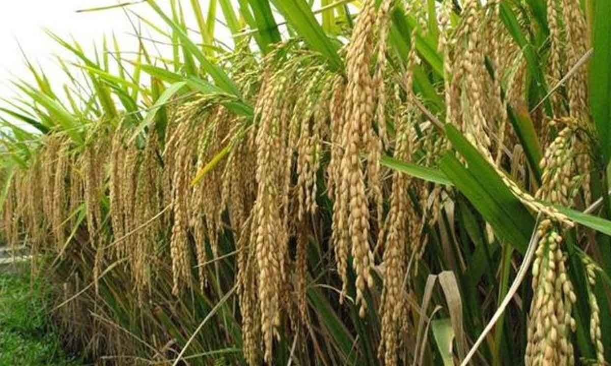 Paddy ready for harvest in Krishna and NTR dists