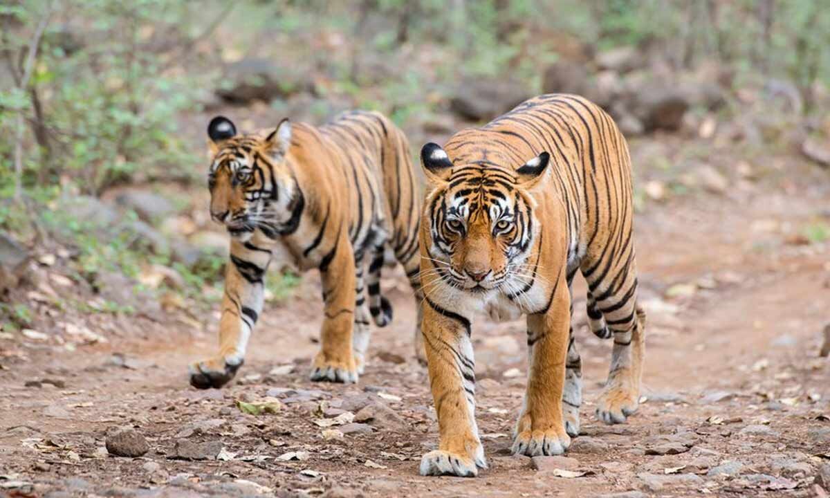 Two tigers roam freely at Penganga project canal