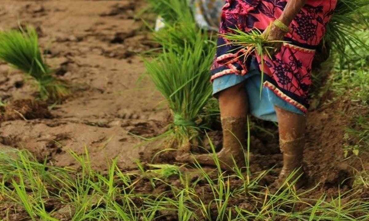 Agro-ecological farming is key to a sustainable future