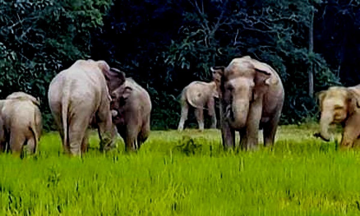 Elephants herd damages crops in Chittoor