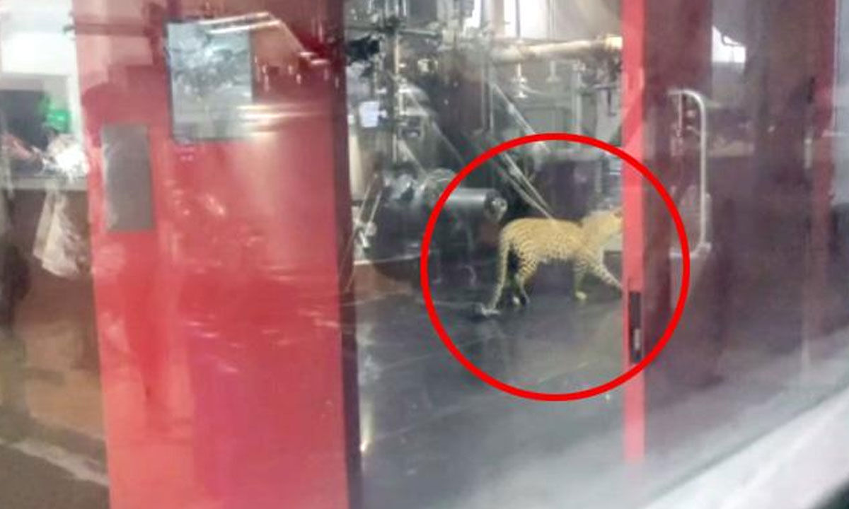 Leopard entered into Hetero labs in Hyderabad captured by forest officials