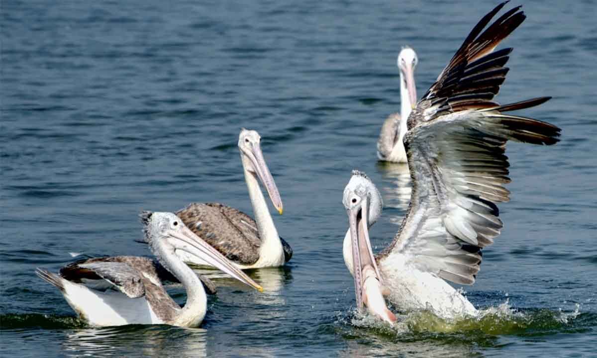 A million birds set to visit Kolleru