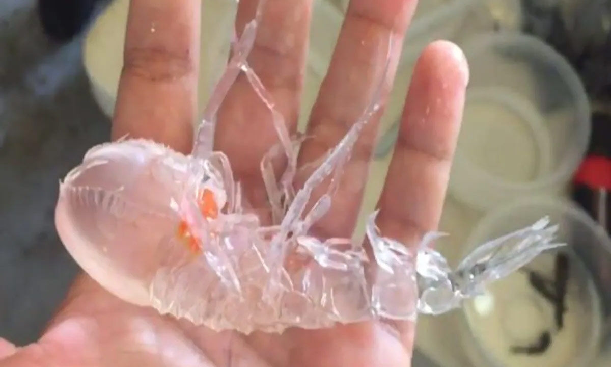 Mysterious Looking Creature From Deep Ocean With Transparent Body Goes ...