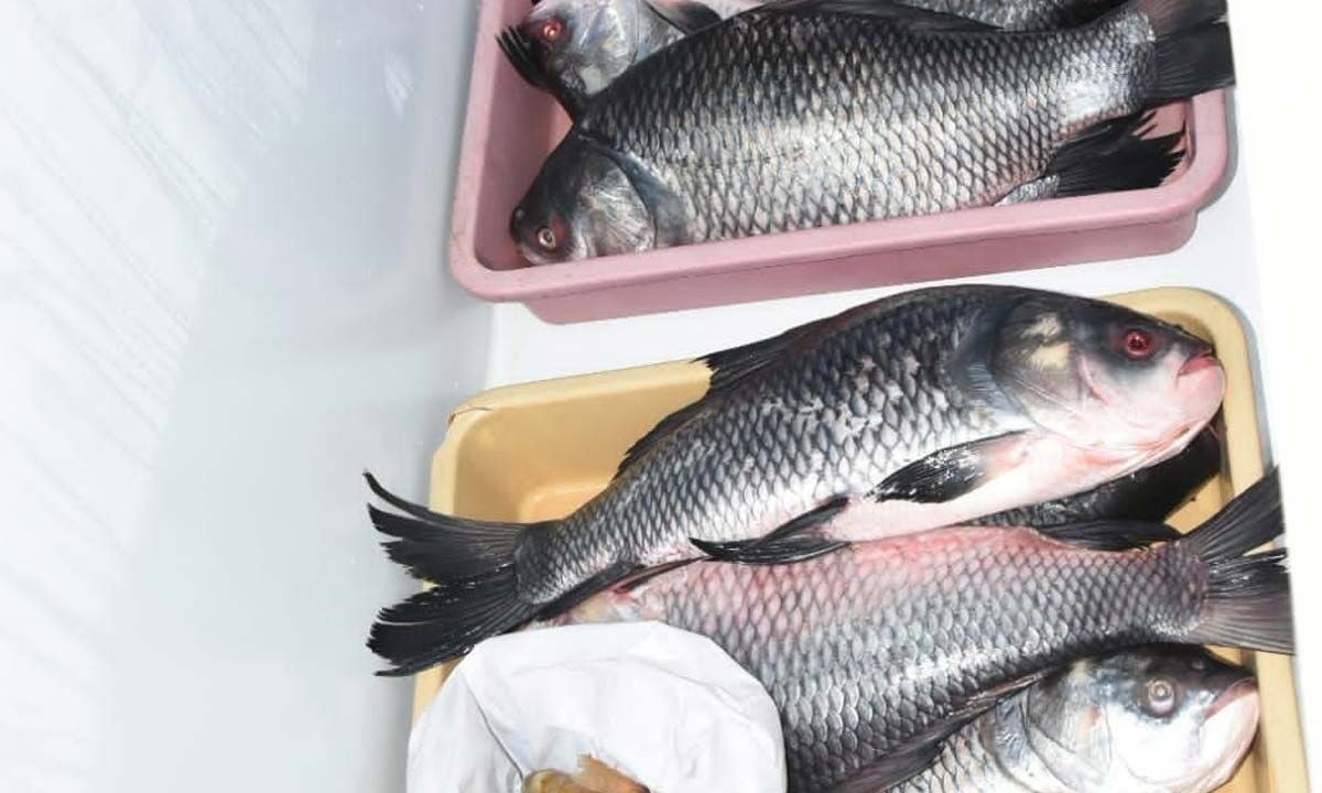 42 Fish Andhra units to be launched in Anantapur