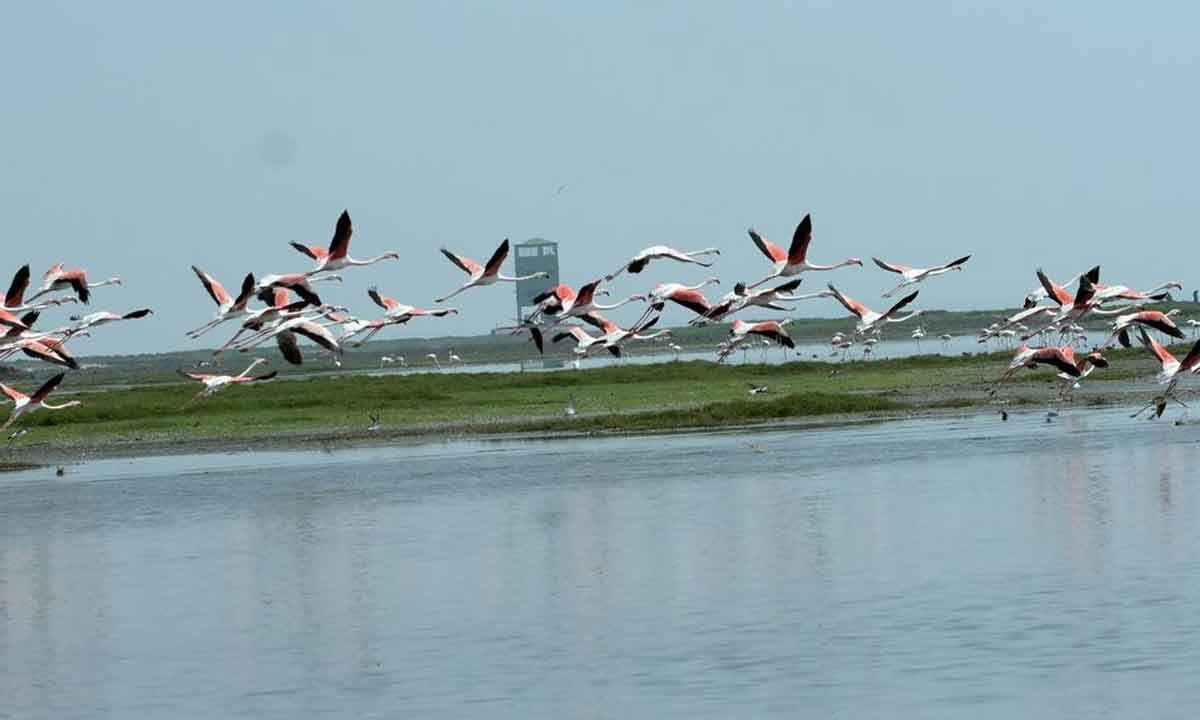 Chilika Lake hosts 10.93 lakh migratory birds this winter