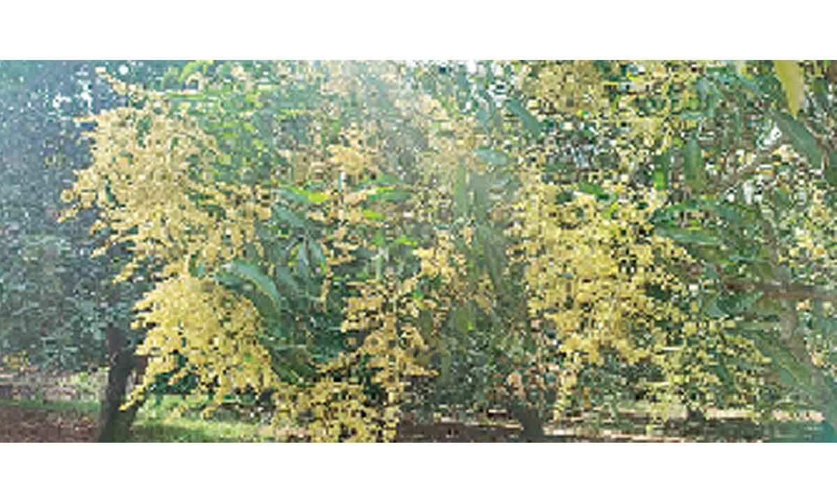 Delay in flowering may hit mango yield