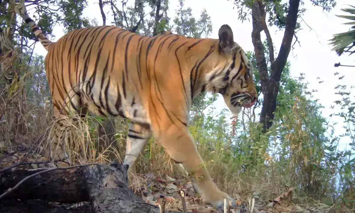 Fear stalks Ananthagiri villagers as tiger kills 5 bulls