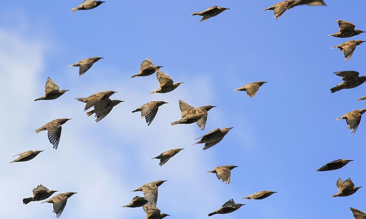 Foreign birds flocks to Nallamala, travels 8000 km from Russia, check here