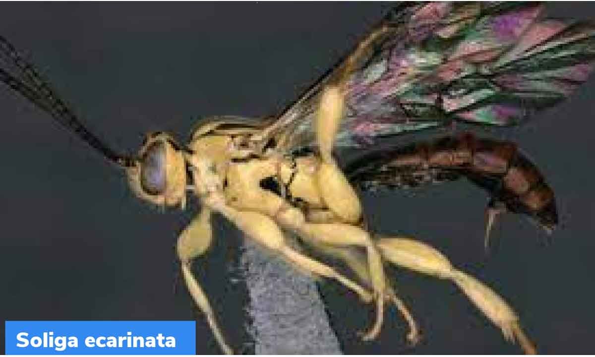 Scientists discover Soliga Ecarinata, new genus of wasps