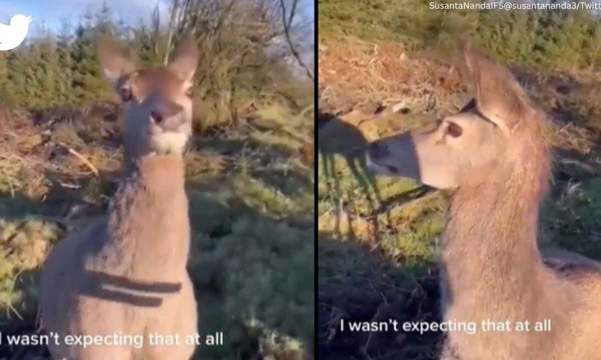 Watch The Trending Video Of A Man Patting Deer's Head