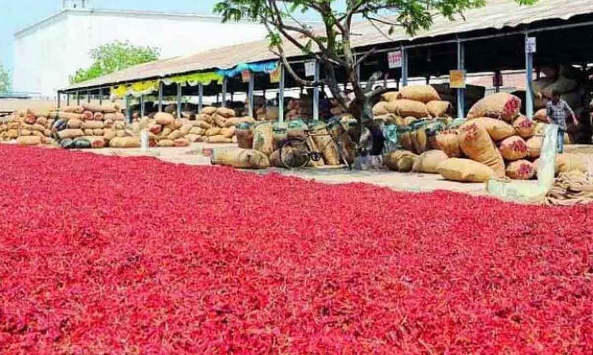 Red chilli arrives at Guntur Mirchi Yard