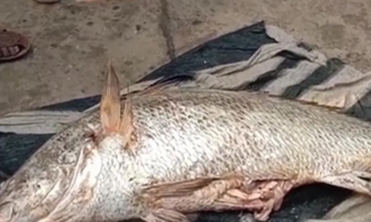 Fisherman catches a rare fish in Konaseema, amasses Rs. 2 lakh in auction