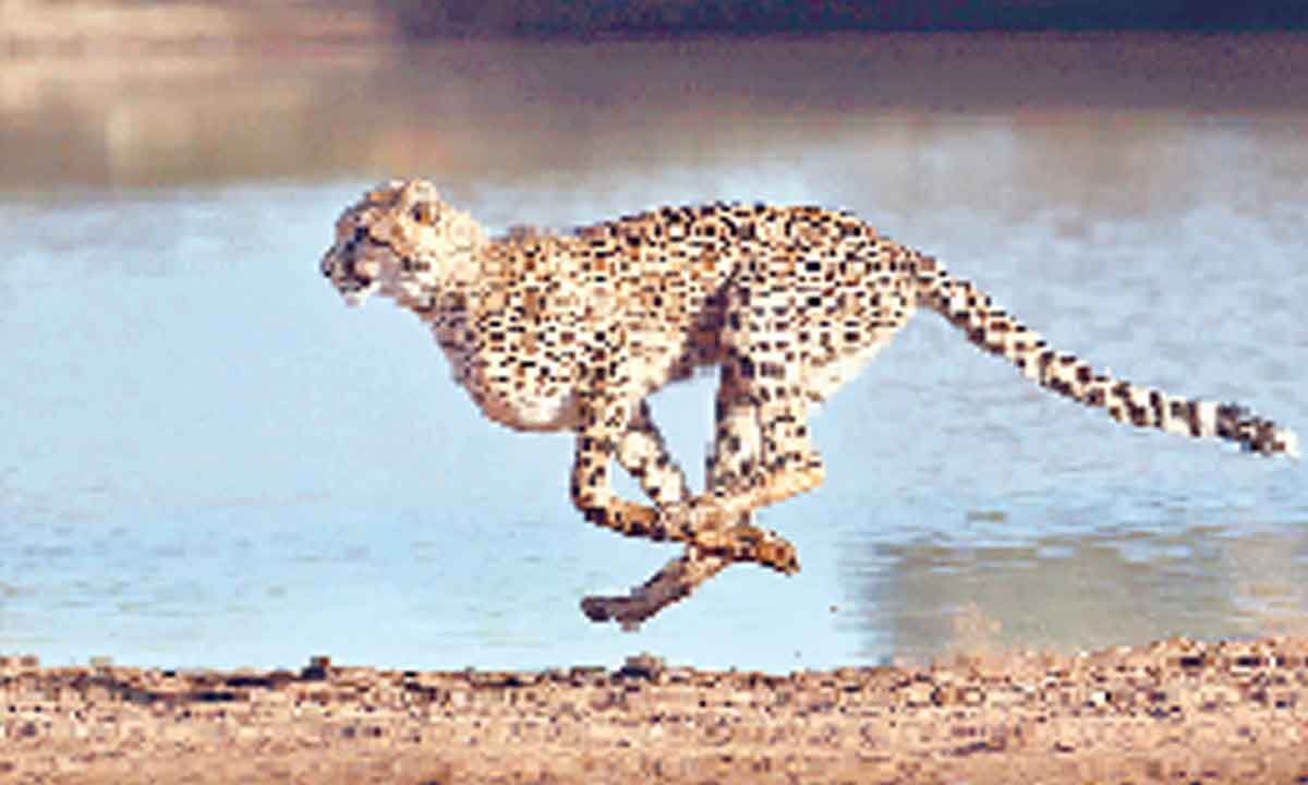 12 cheetahs to be translocated from S Africa tomorrow