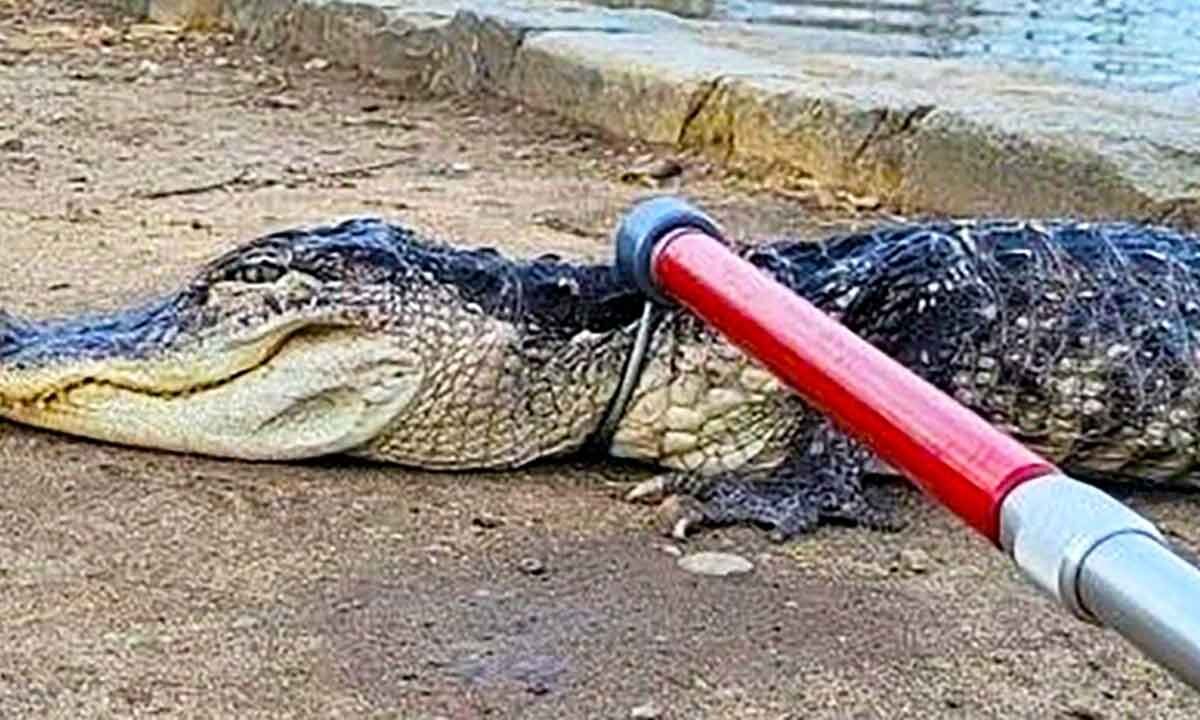 4-Foot-Long Alligator Was Witnessed In A Park In New York