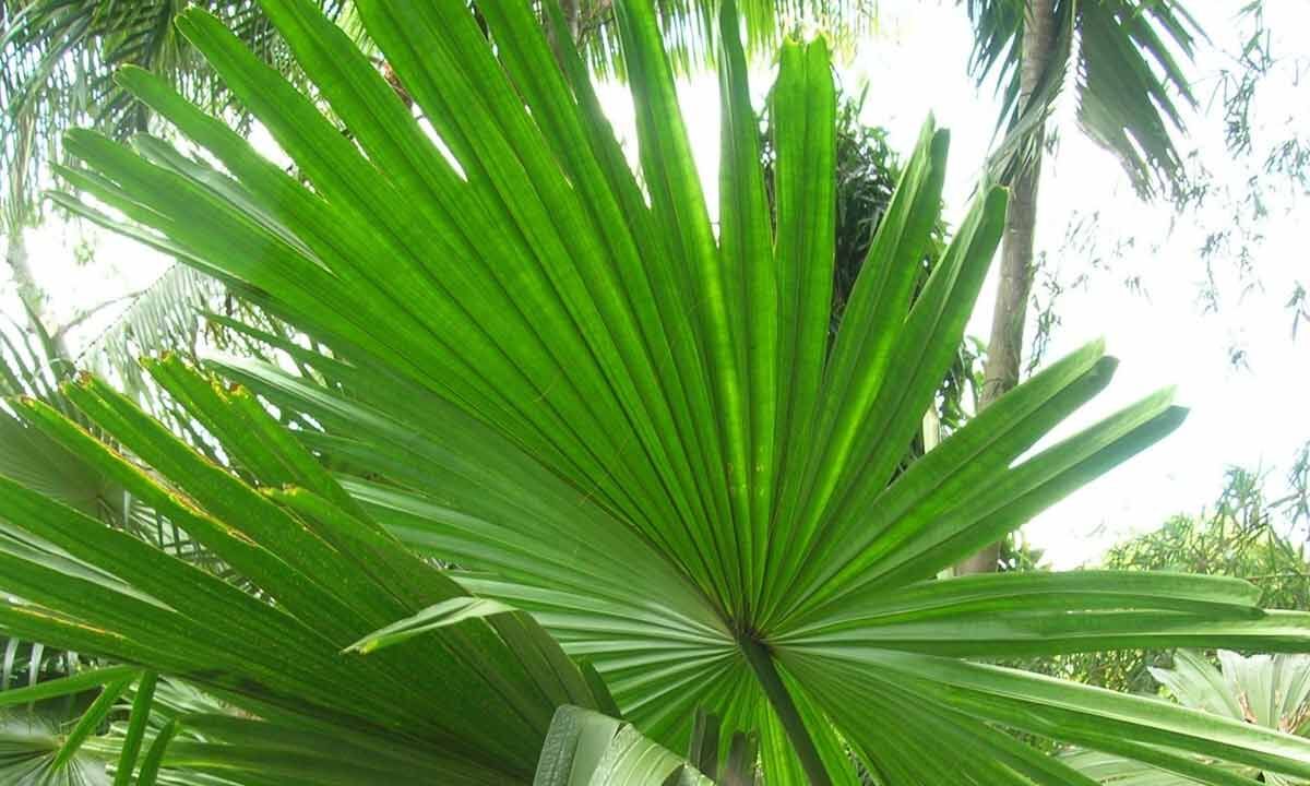 'Srithale,' an ancient tree, is now saved from extinction