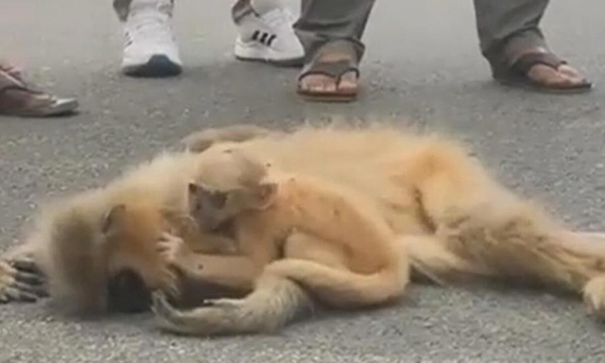 Watch The Trending Video Of Baby Monkey Crying Beside Mother's Corpse