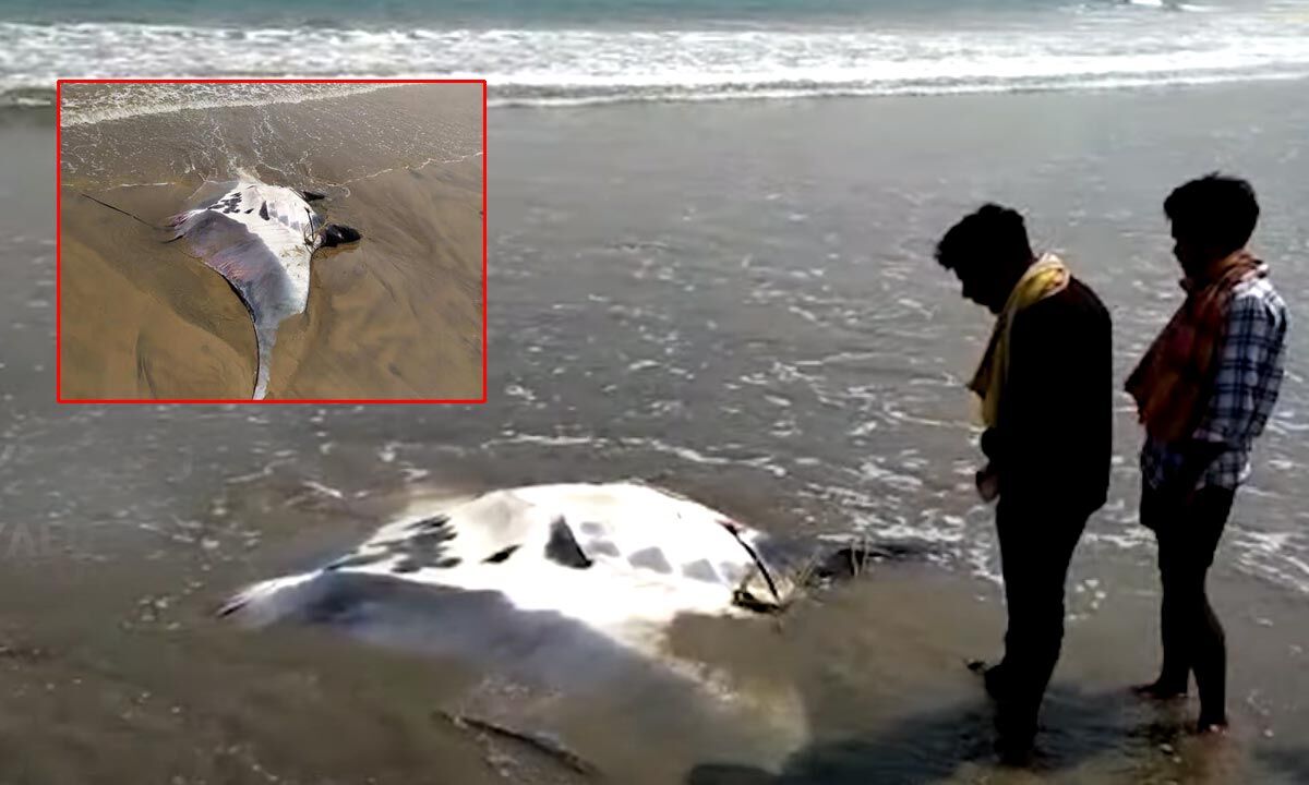 1500 kg giant teak fish caught in fisherman's net in Anakapalli