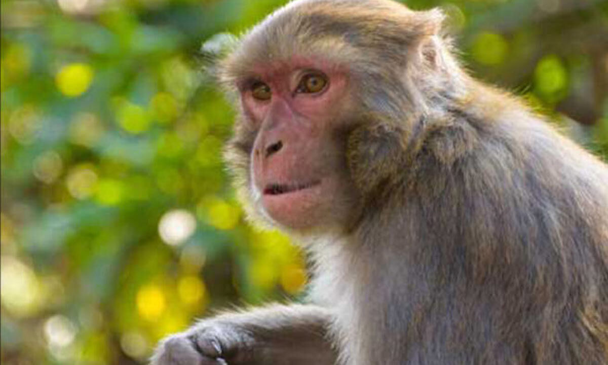 70-year-old woman mauled by monkeys dies in Kamareddy