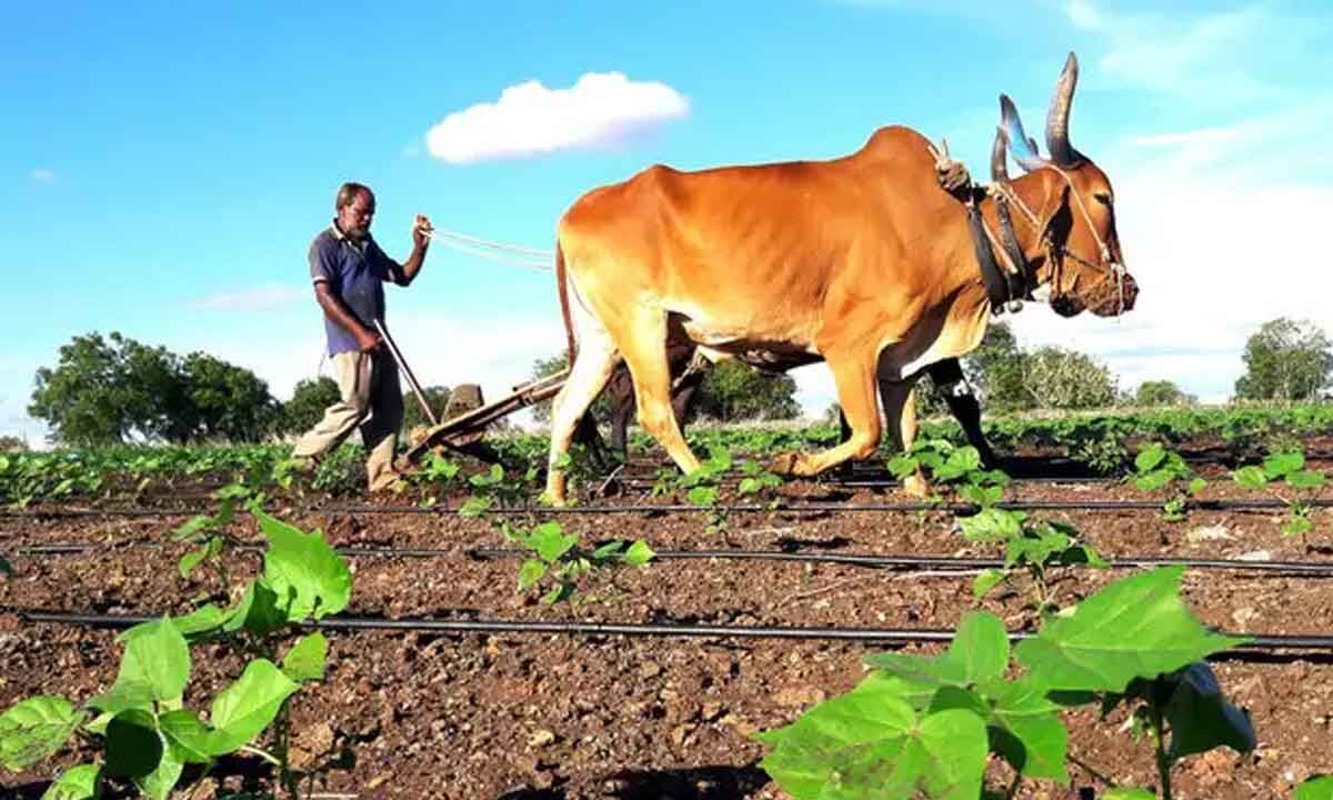 Ensure water supply for Rabi crop, officials told