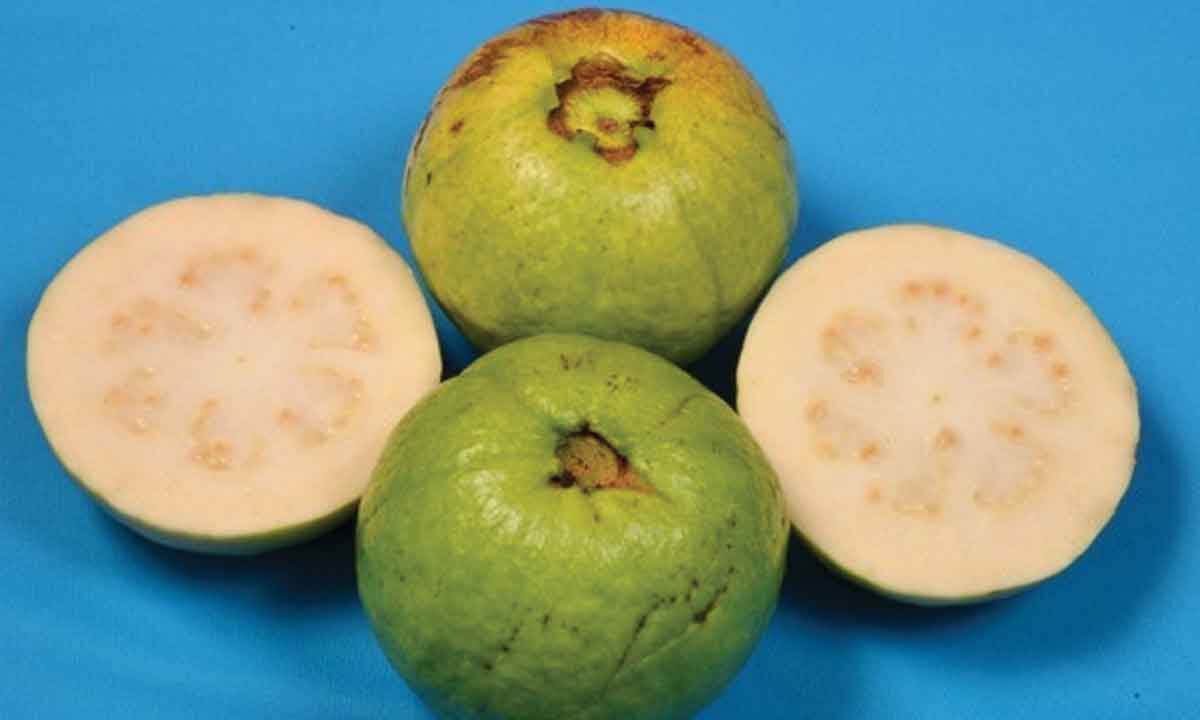 New variety of guava yields 50 kg in one plant