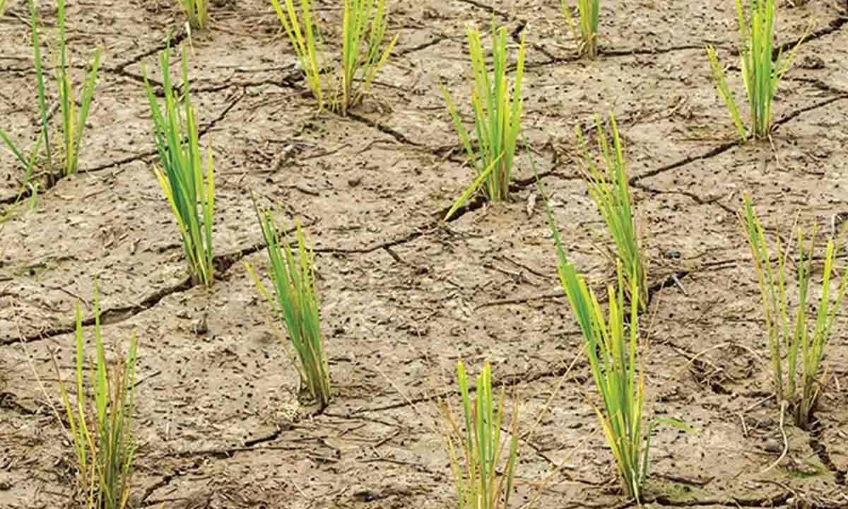 Hyderabad: NIRD, ICRISAT join hands to promote dryland crops