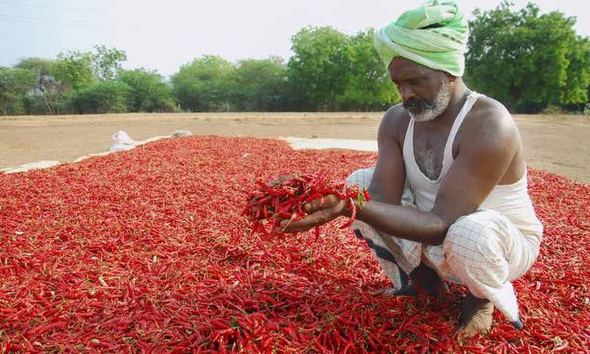 Srikakulam: Chilli farmers suffer huge losses