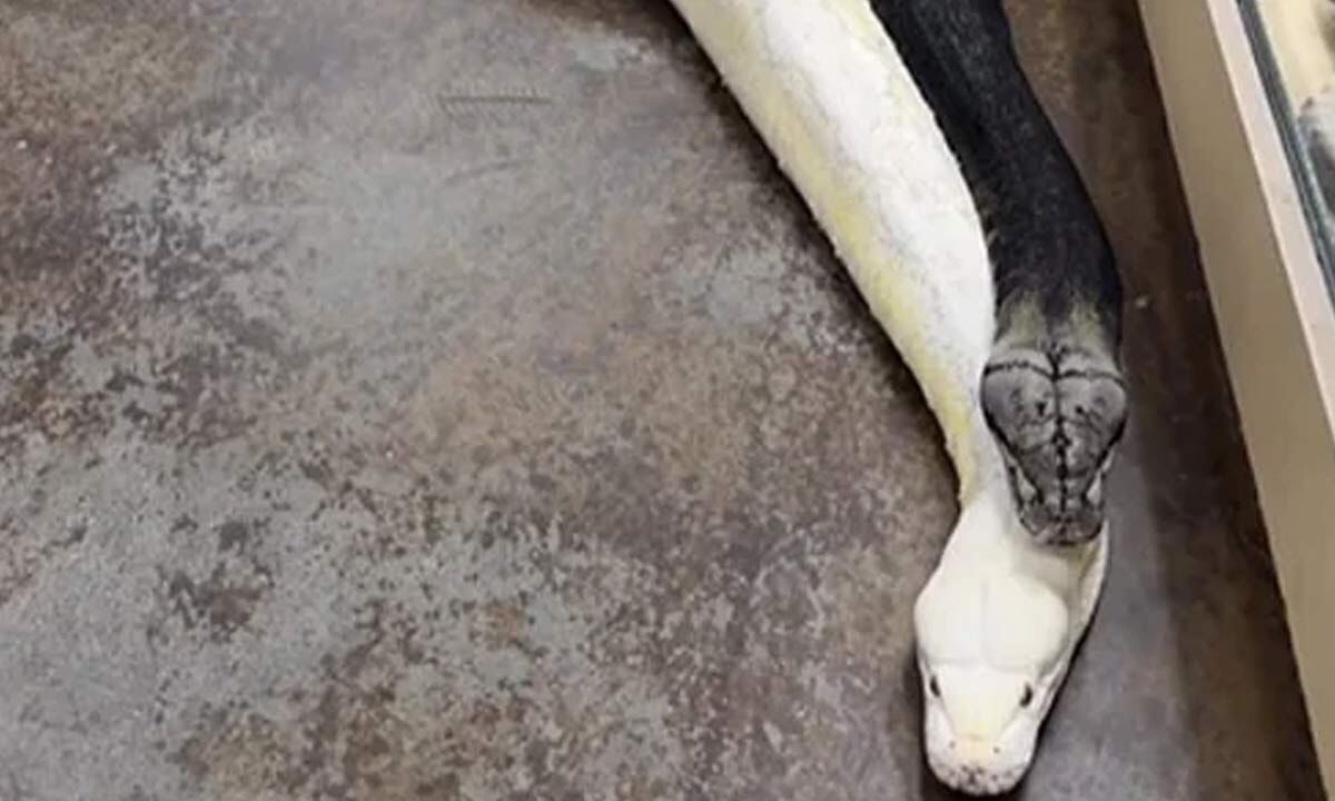 Watch The Trending Video Of A Man Pulling Two Giant Pythons By Their Tails