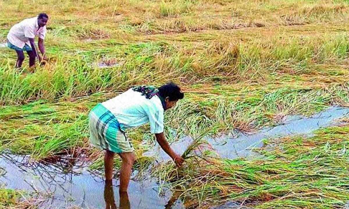 Telangana: Farmers badly hit due to crops loss by in seasonal rains