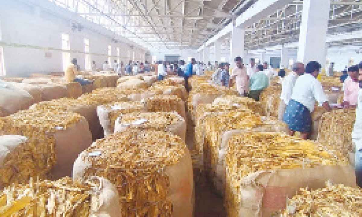 Ongole: Tobacco farmers in AP can auction leaf bits & scrap now