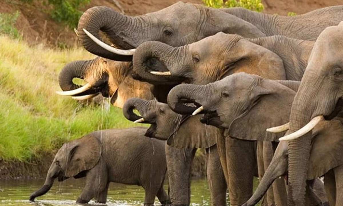 Thirty Years of Project Elephant