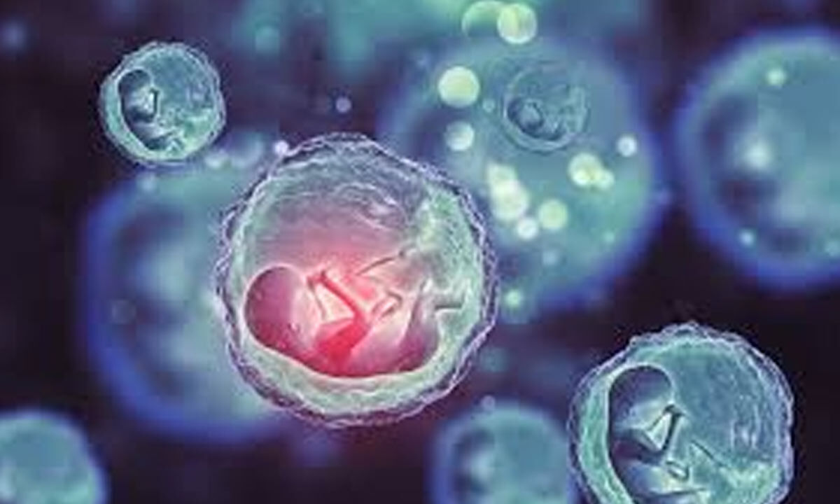 Stem-cell babies could be a reality someday