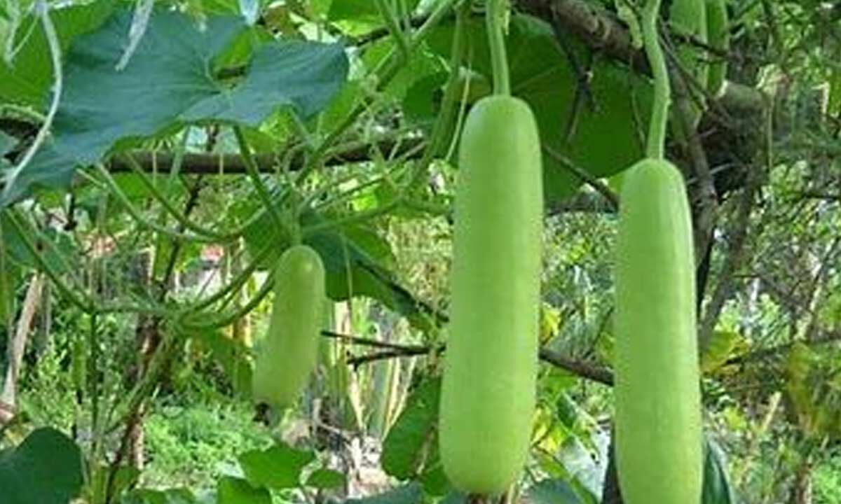 Know the Effective Health Benefits of Bottle Gourd